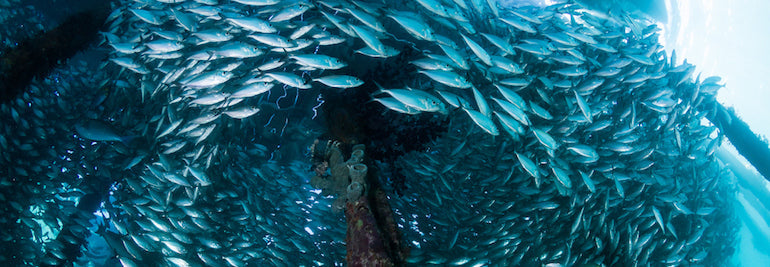 Alex Lindbloom takes over @SuuntoDive Instagram